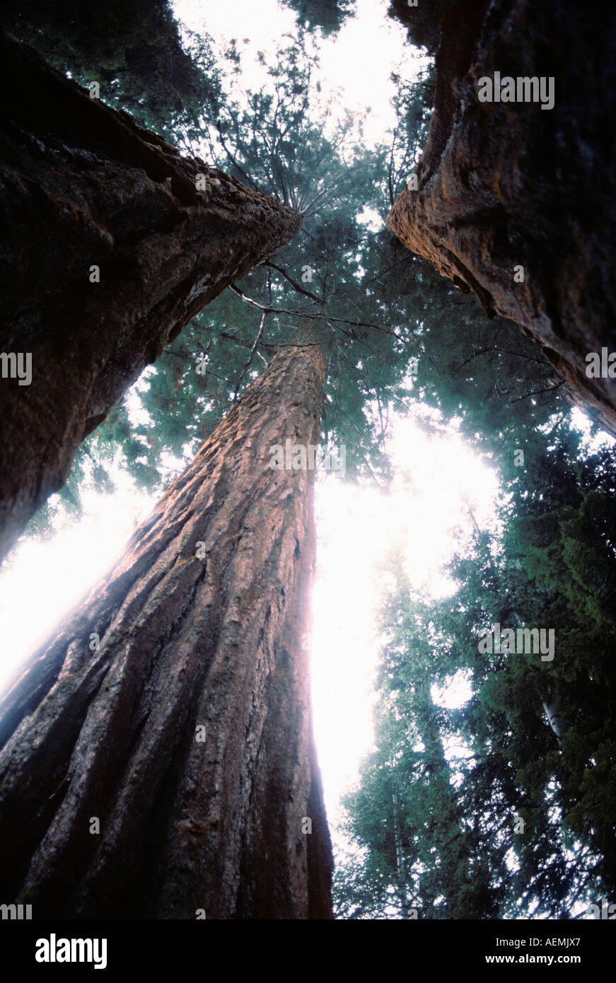 Giant Sequoia Redwood Trees. Sequoia National Park, California Stock Photo - Alamy