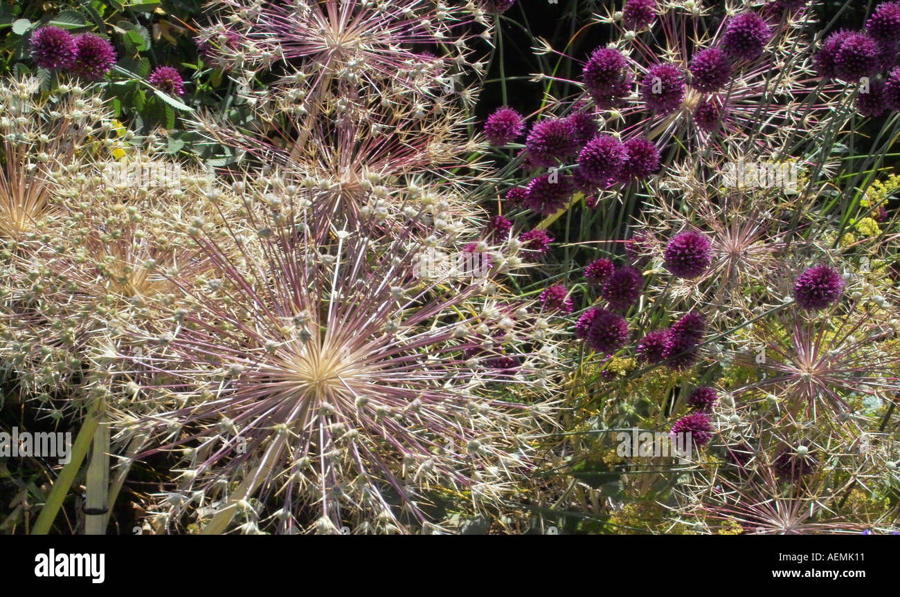 Allium dried seedheads garden hi-res stock photography and images - Alamy