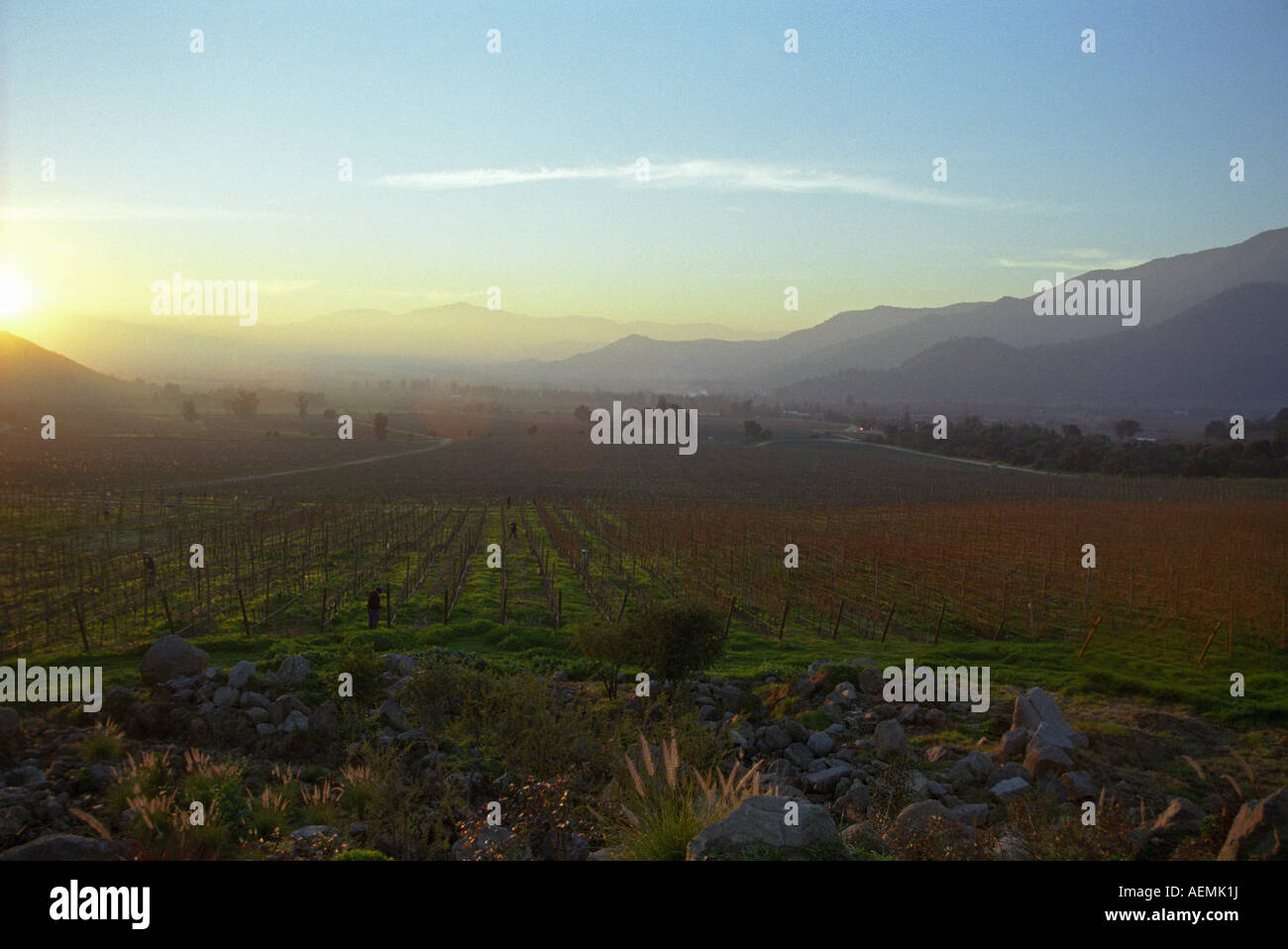 Vineyard. Bodega Altair, Region del Maule, Chile Stock Photo - Alamy