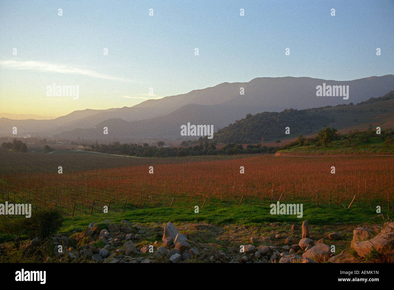 Vineyard. Bodega Altair, Region del Maule, Chile Stock Photo - Alamy