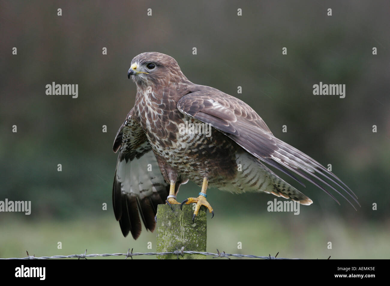 Common Buzzard Buteo Buteo Stock Photo - Alamy