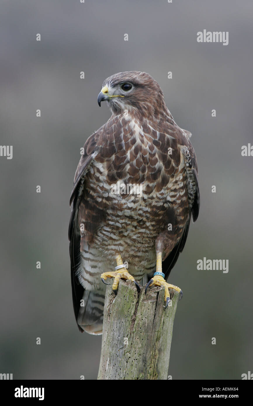 Common Buzzard Buteo Buteo Stock Photo - Alamy