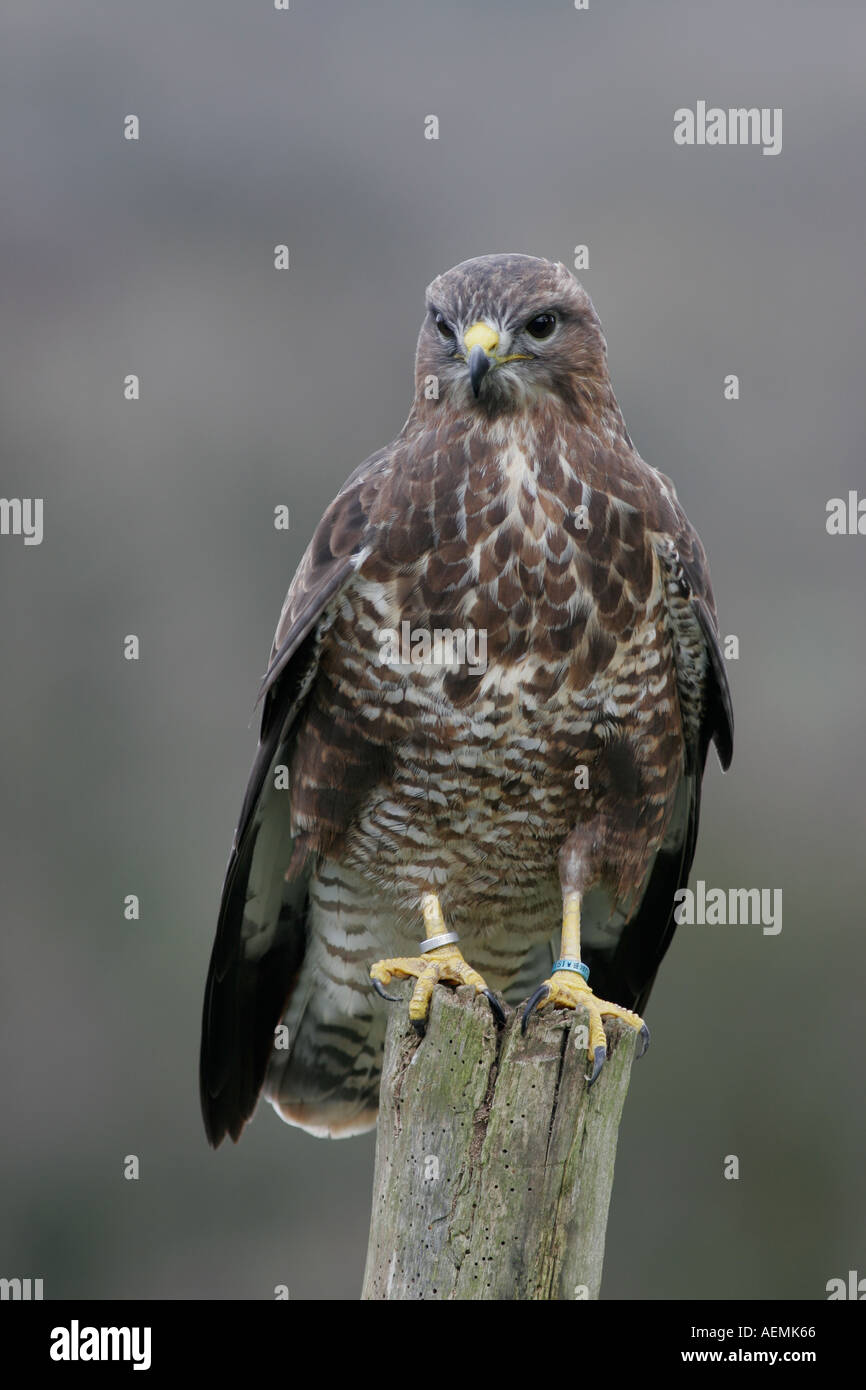 Common Buzzard Buteo Buteo Stock Photo - Alamy