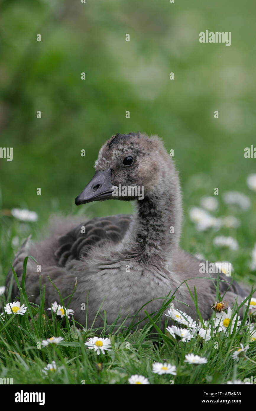 Nene Hawaiian Goose Stock Photo - Alamy