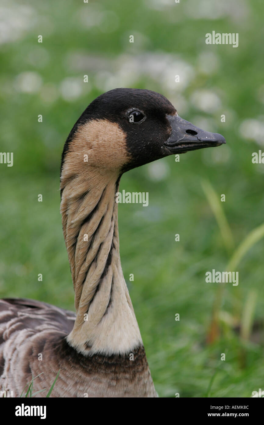 Nene Hawaiian Goose Stock Photo - Alamy