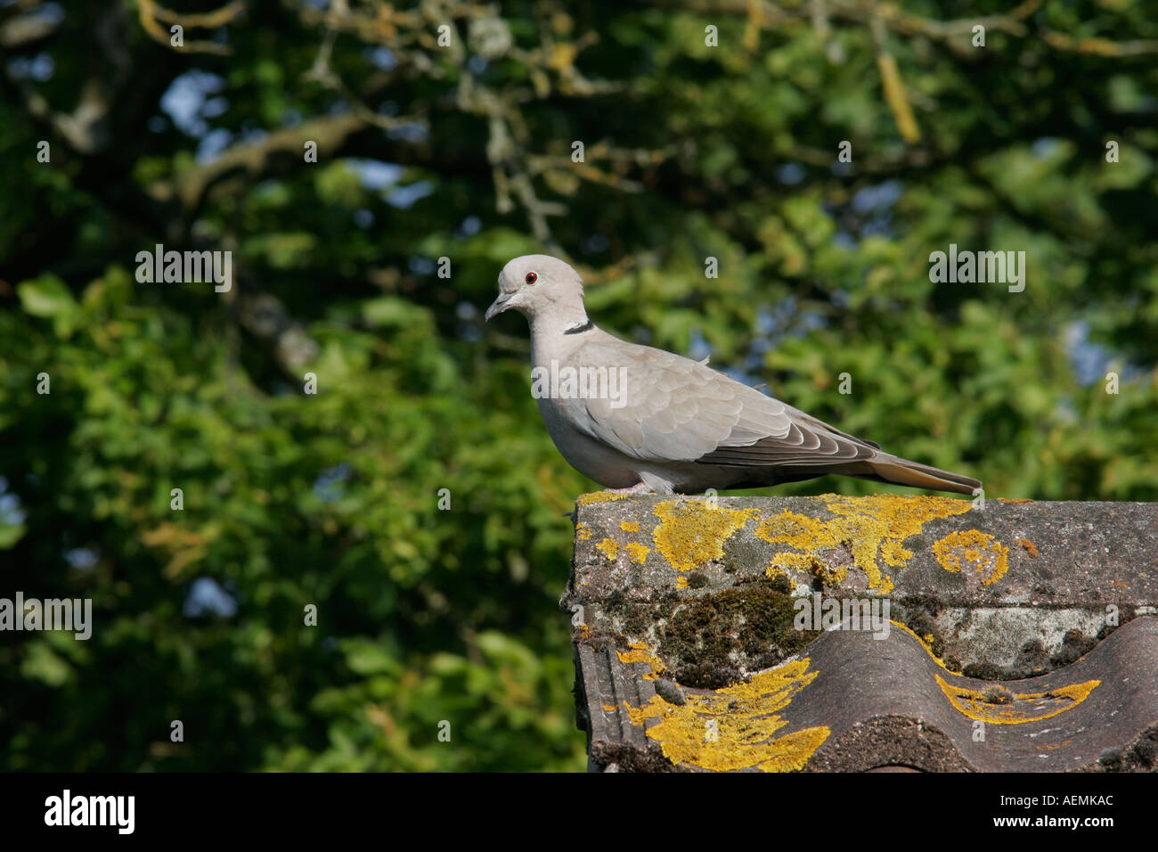 Collared Dove on roof Stock Photo - Alamy