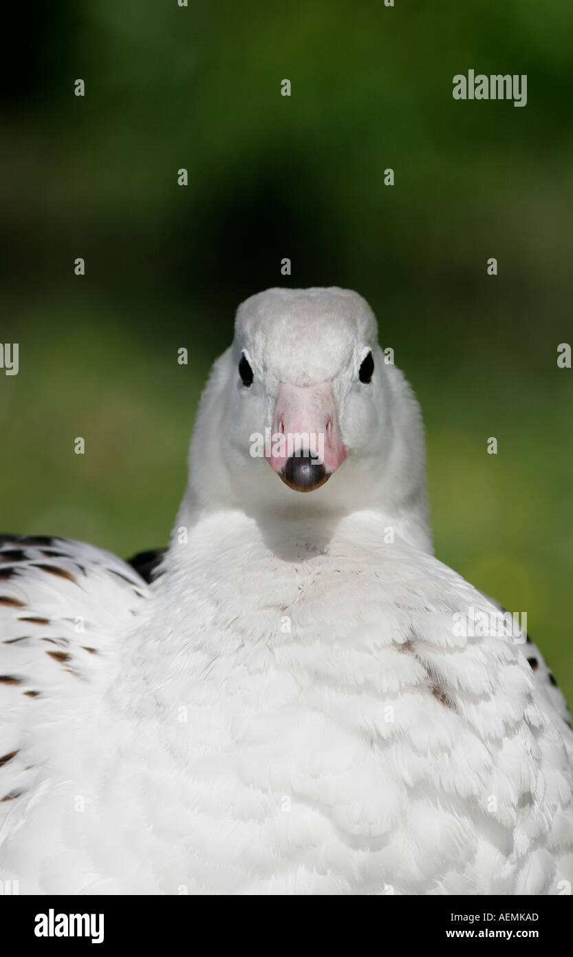 White goose hi-res stock photography and images - Alamy