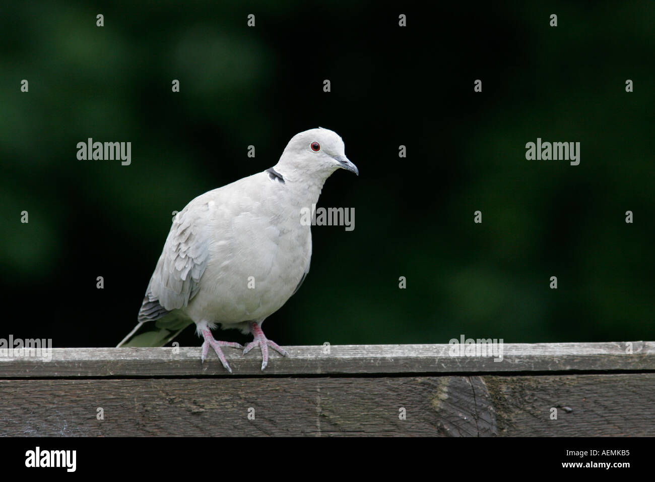 Collared dove garden bird hi-res stock photography and images - Alamy