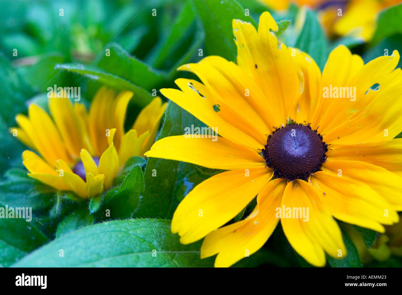 Yellow Black Eyed Susan Flowers Stock Photo - Alamy