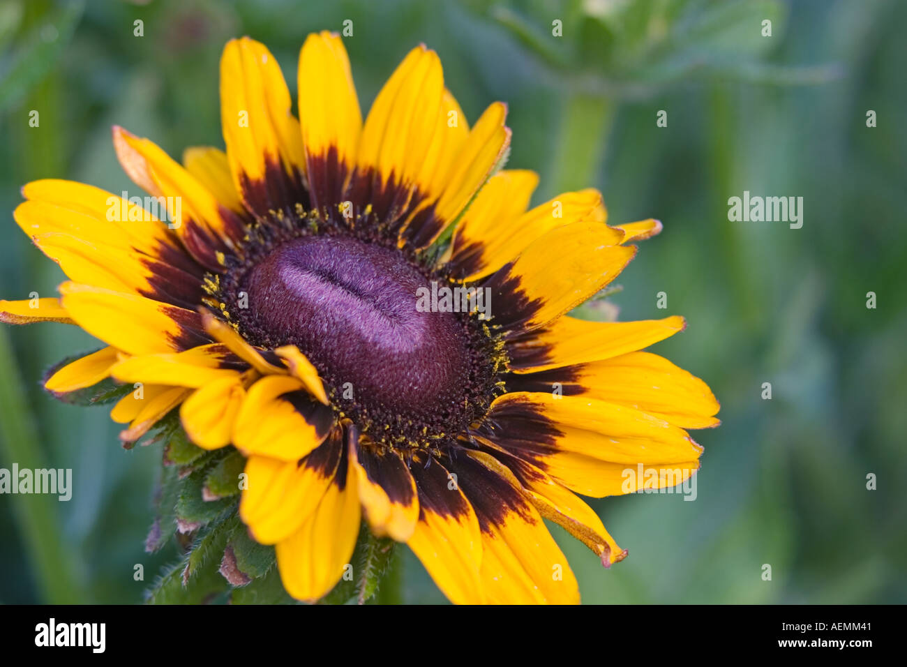 Yellow Gloriosa Daisy Stock Photo - Alamy