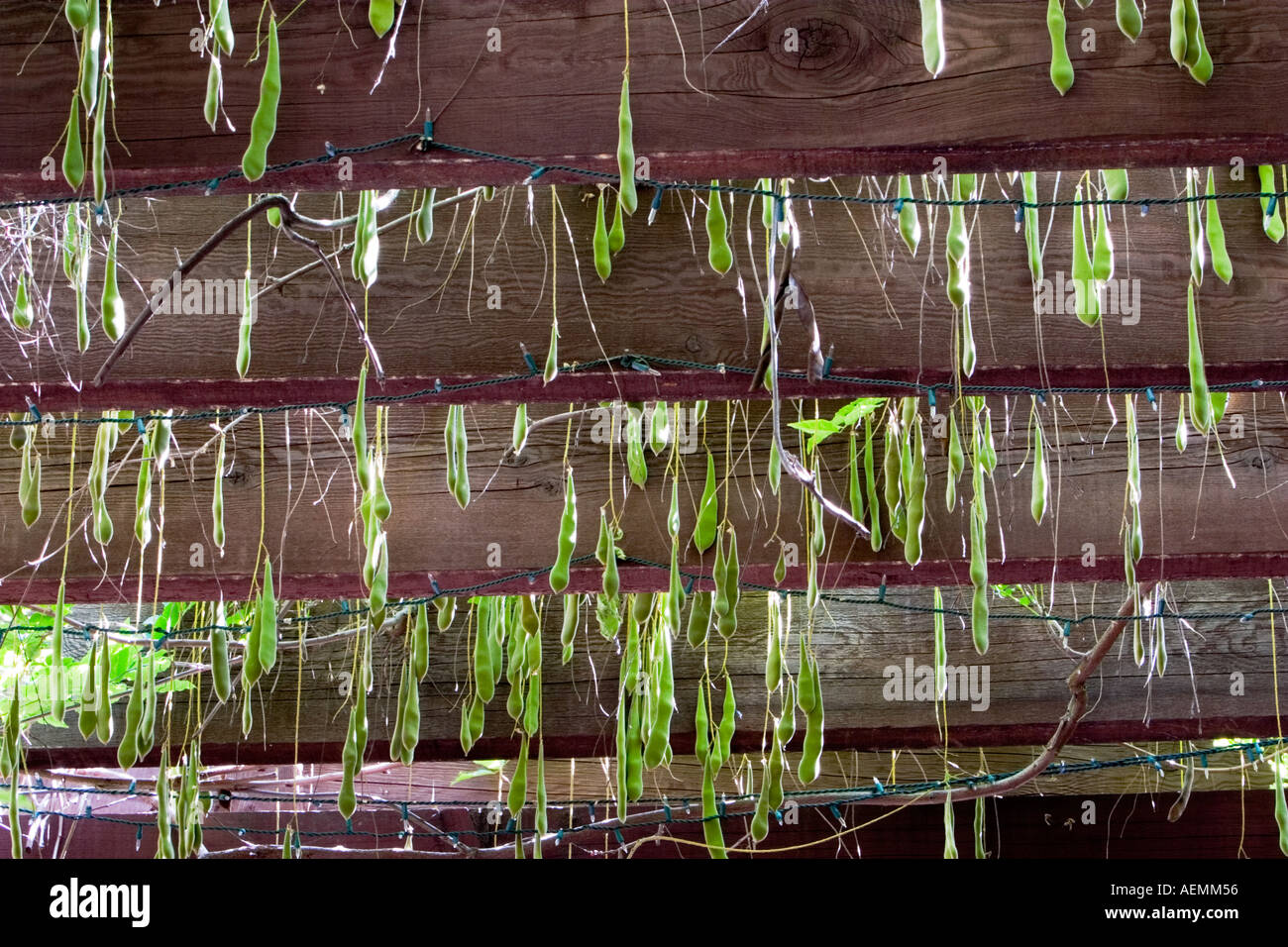 Green Seed Pods hanging from Wooden Beams Stock Photo - Alamy