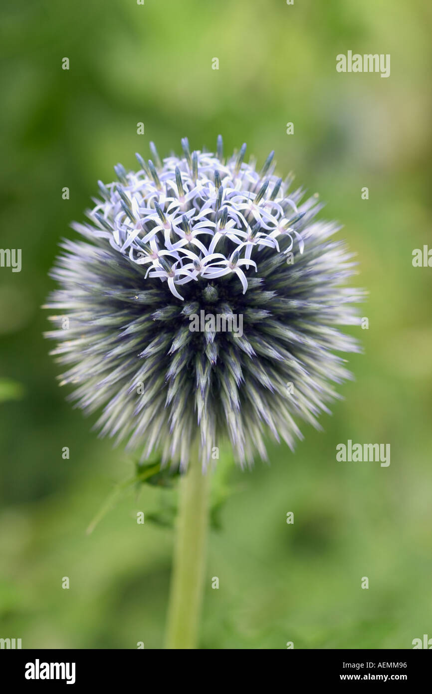 Taplow blue globe thistle hi-res stock photography and images - Alamy