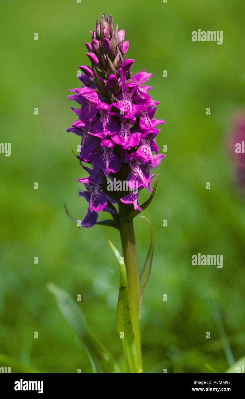 Northern Marsh Orchid Dactylorhiza purpurella Stock Photo - Alamy