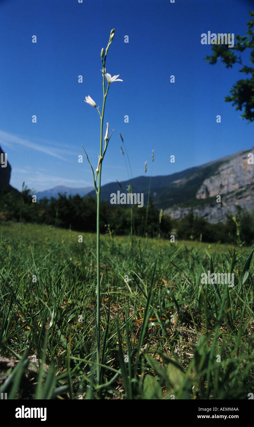 St Bernard's Lily Anthericum liliago Stock Photo - Alamy
