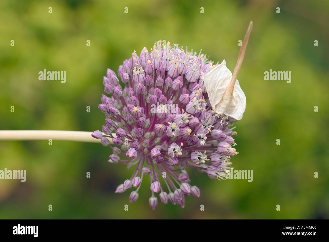 Elatum hi-res stock photography and images - Alamy
