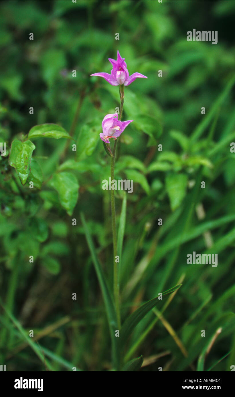 Red Helleborine Cephalanthera rubra Stock Photo - Alamy