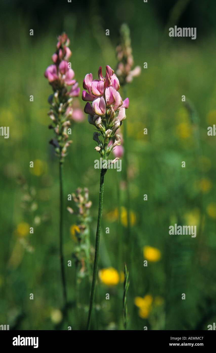 Sainfoin hi-res stock photography and images - Alamy
