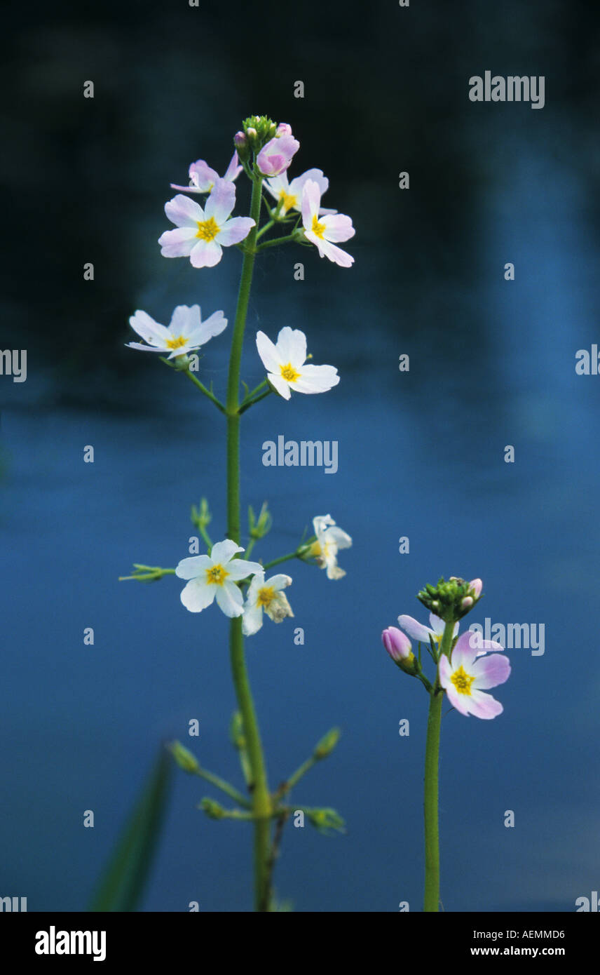 Water violet Hottonia palustris Stock Photo - Alamy