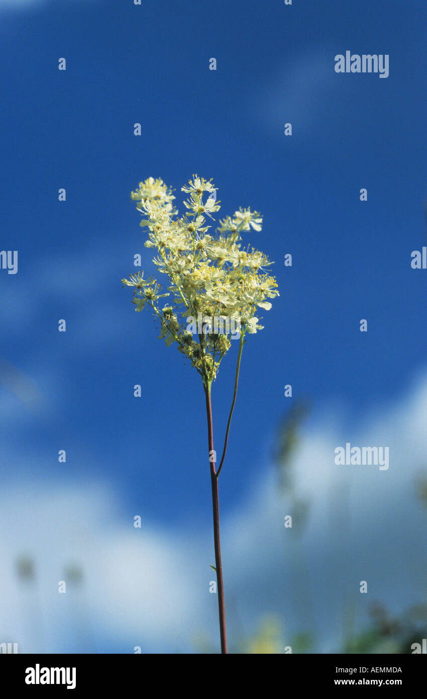 Dropwort flower hi-res stock photography and images - Alamy