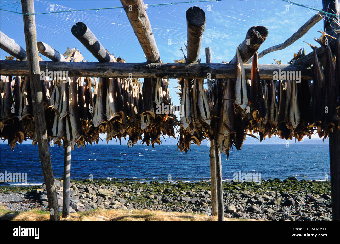 Fish drying on a rack Northern Norway Stock Photo - Alamy