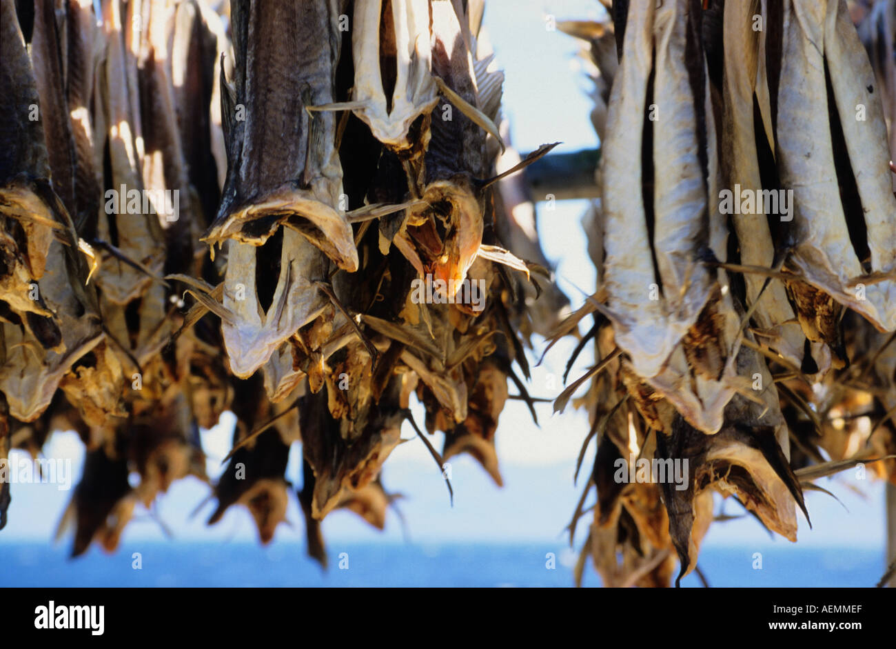 Fish drying on a rack Northern Norway Stock Photo - Alamy