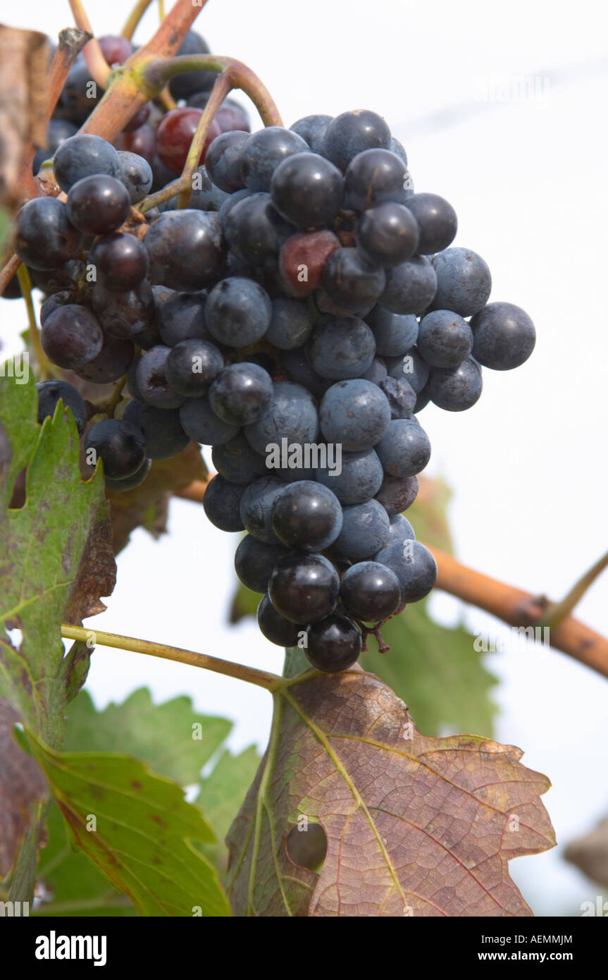 Portuguese grape varieties hi-res stock photography and images - Alamy