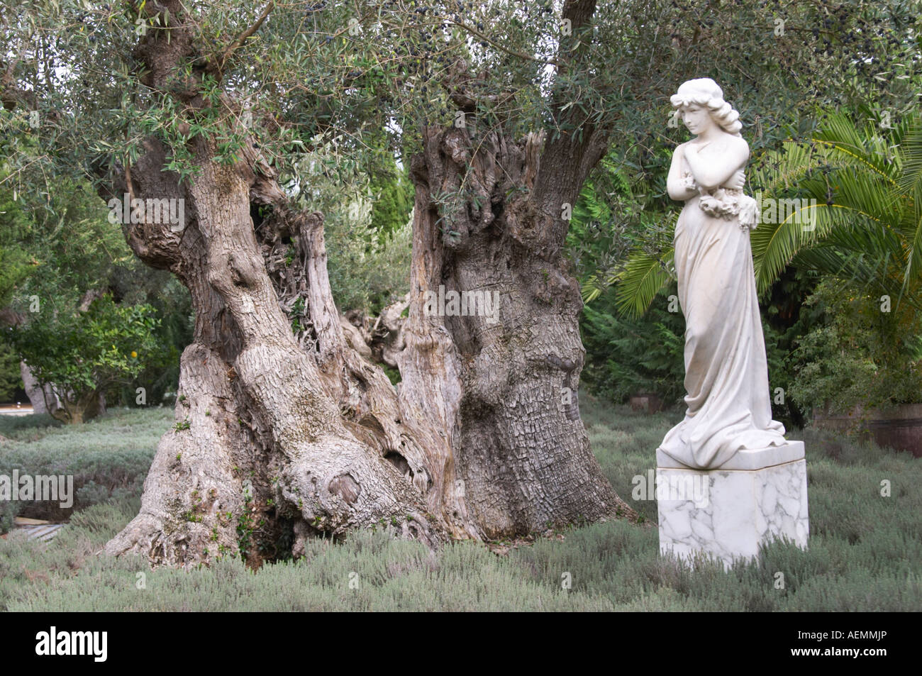 Old olive tree. Sculpture of maiden. Bacalhoa Vinhos, Azeitao, Portugal ...