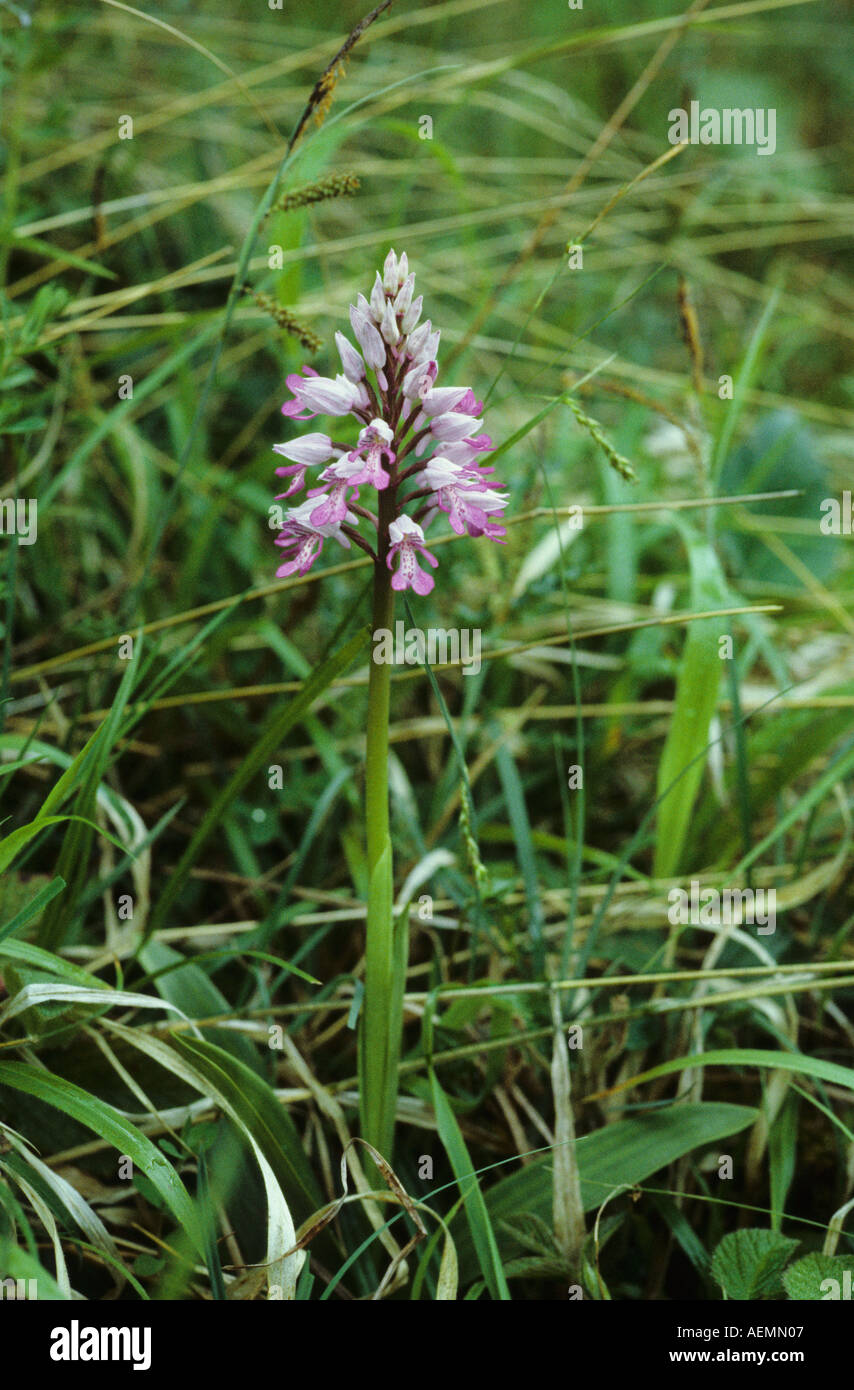 Military Orchid Orchis militaris Stock Photo - Alamy