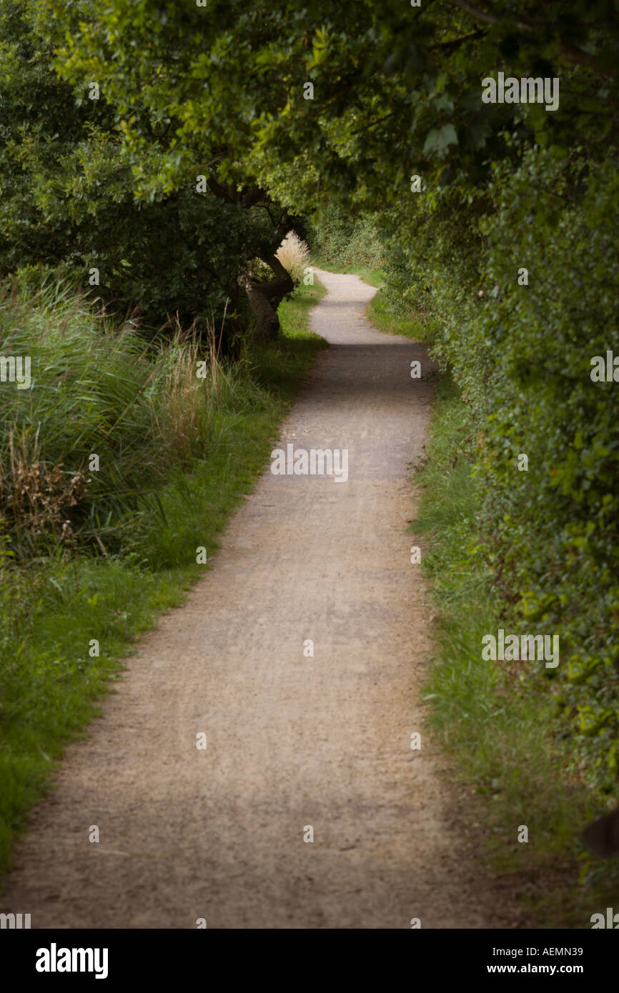 A lonely empty path threads though the forest at wivenhoe near ...