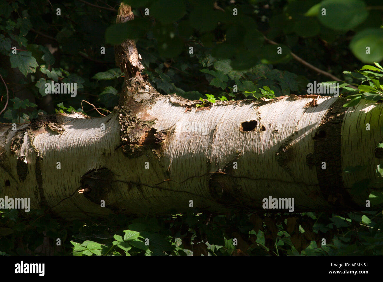 A tree fallen in a forest at Wivenhoe essex england Stock Photo - Alamy