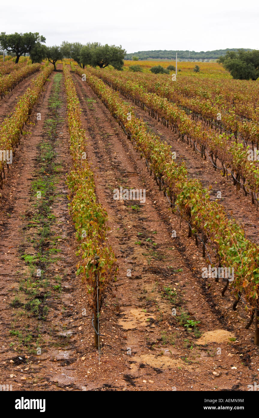 Vineyard. View from the winery terrace. J Portugal Ramos Vinhos ...