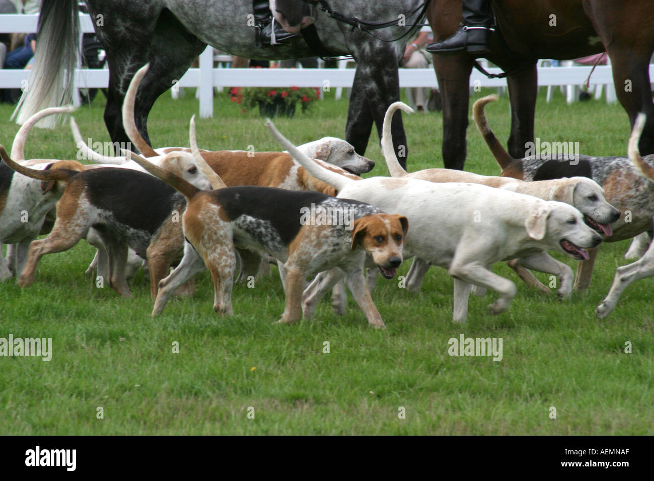 The Cranleigh Show August 2005 Stock Photo - Alamy