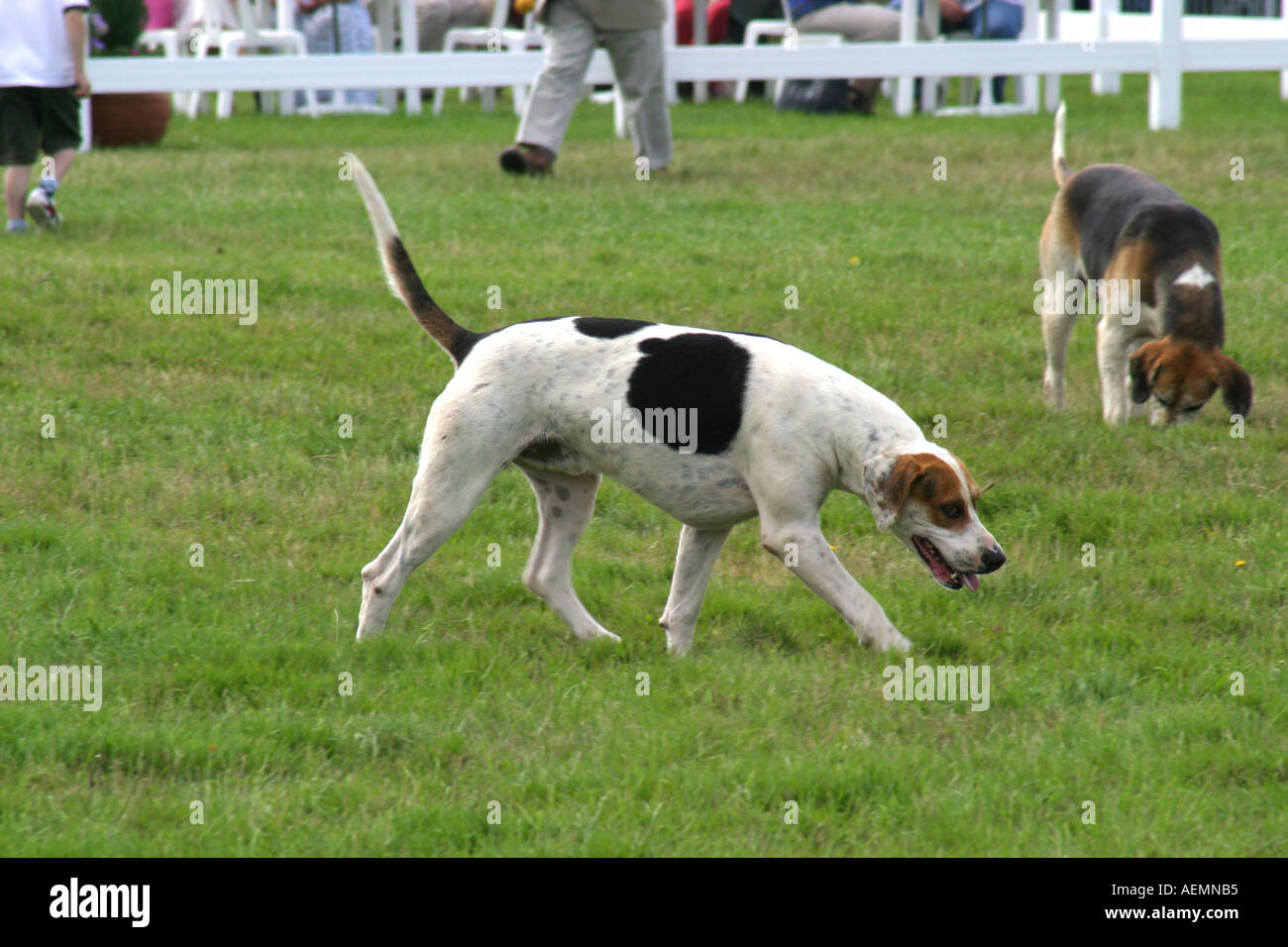 The Cranleigh Show August 2005 Stock Photo - Alamy