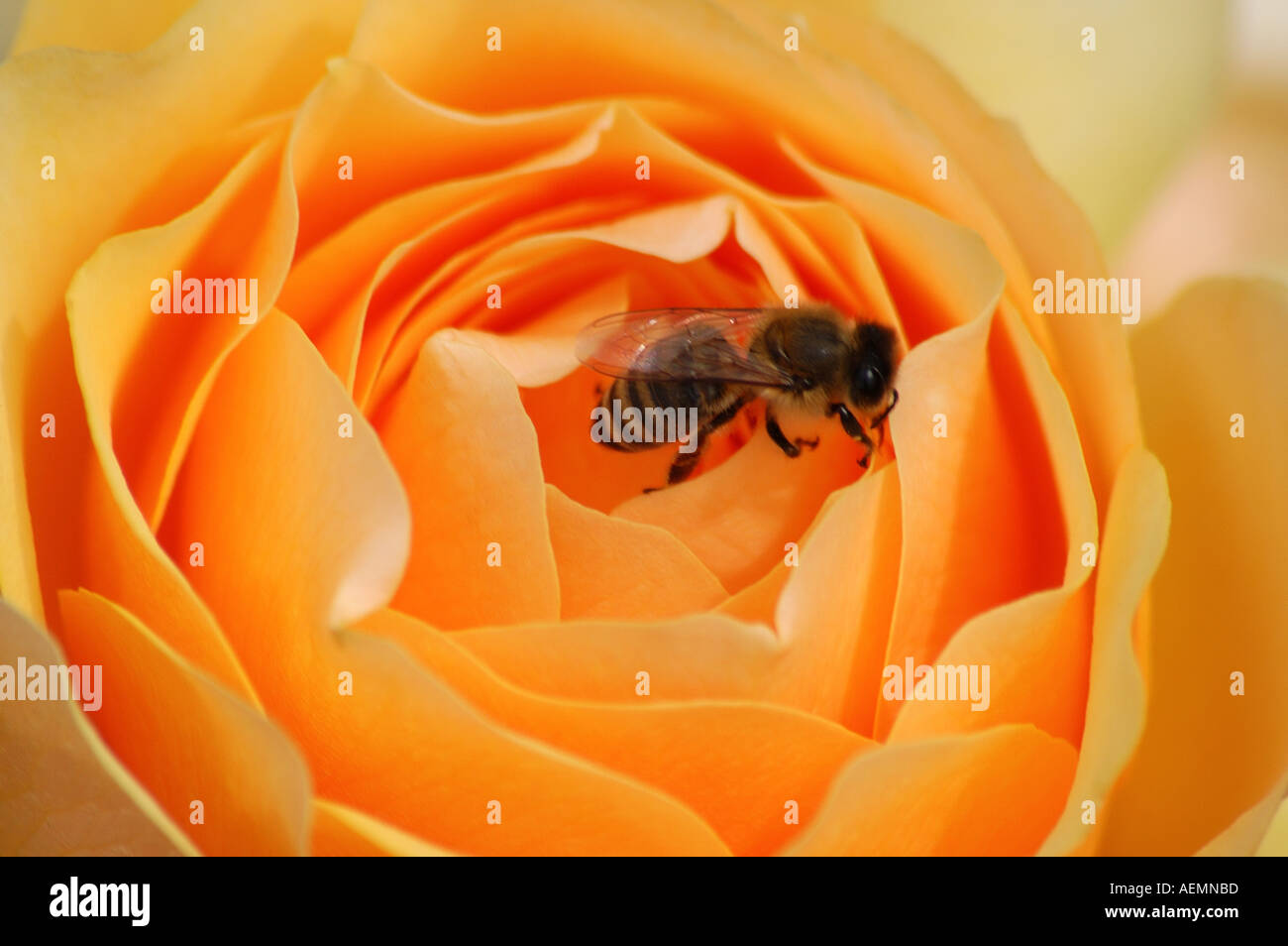Golden Rose Bee Stock Photo - Alamy