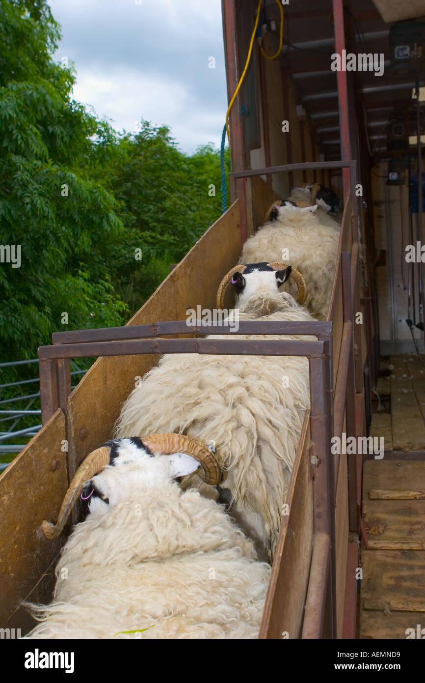 Sheep being led onto lorry deck for shearing demonstration at ...