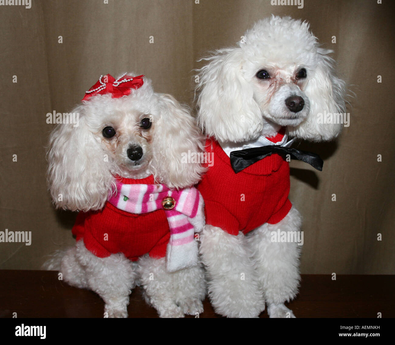 2 poodles hi-res stock photography and images - Alamy