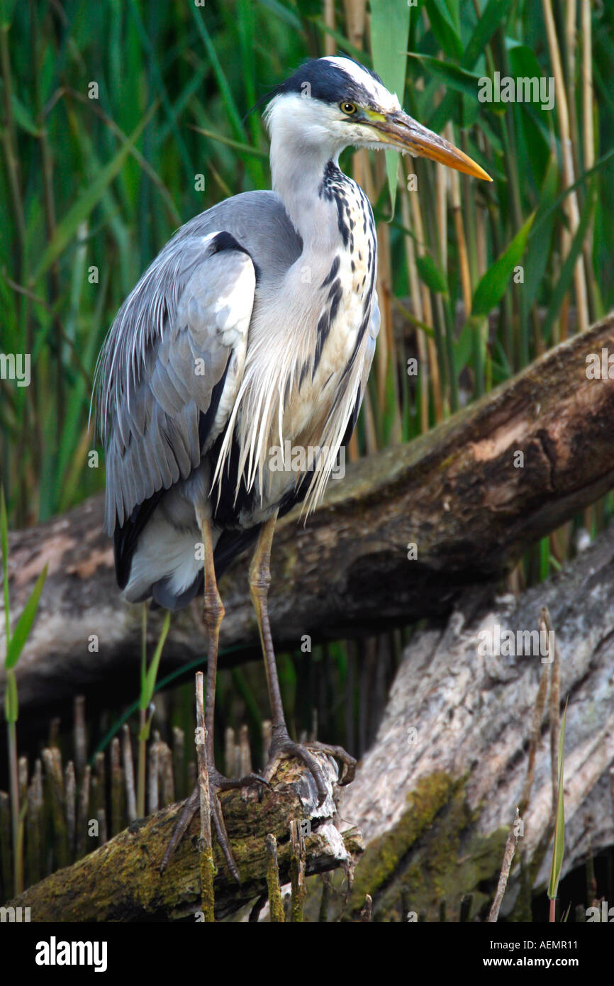 Reed bed wales hi-res stock photography and images - Alamy
