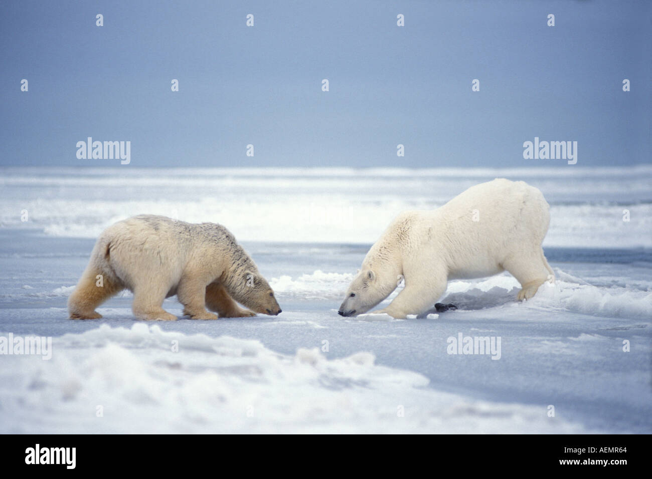 polar bear Ursus maritimus two bears smelling each other on the pack ...