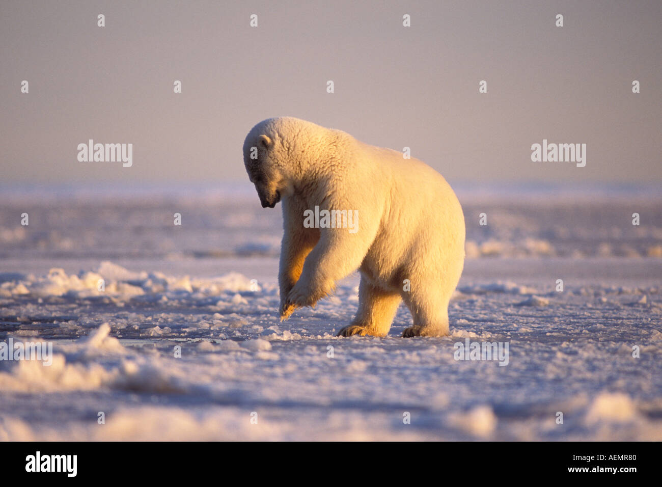 polar bear Ursus maritimus adult making a hole on the pack ice of the ...