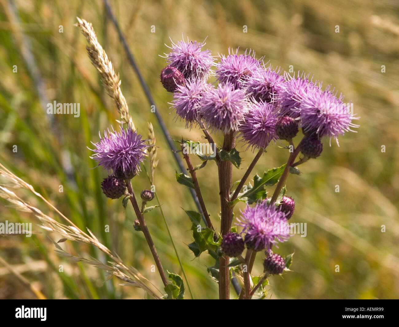 Knapweed insects hi-res stock photography and images - Alamy