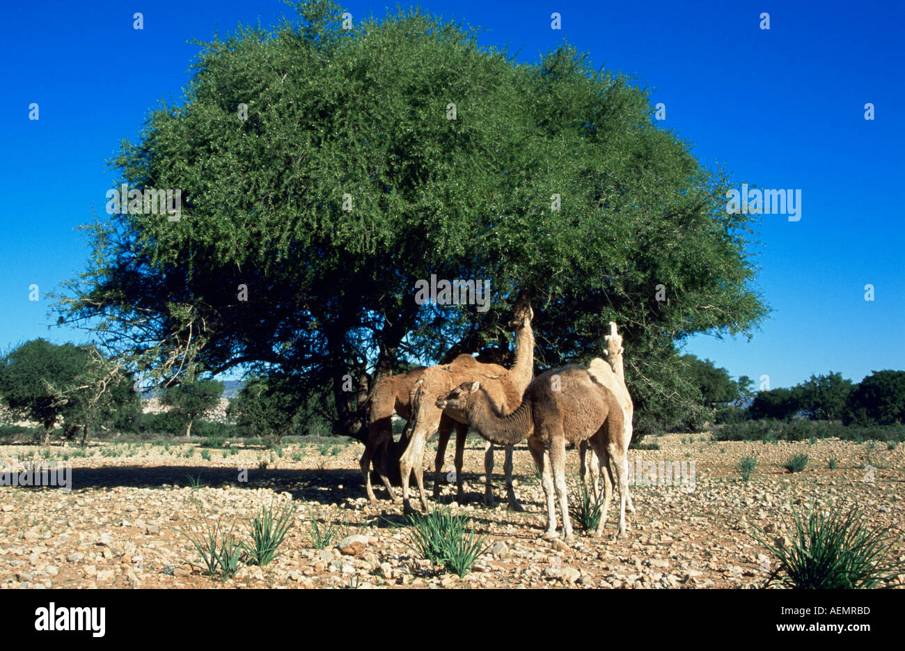 Mumble tree hi-res stock photography and images - Alamy