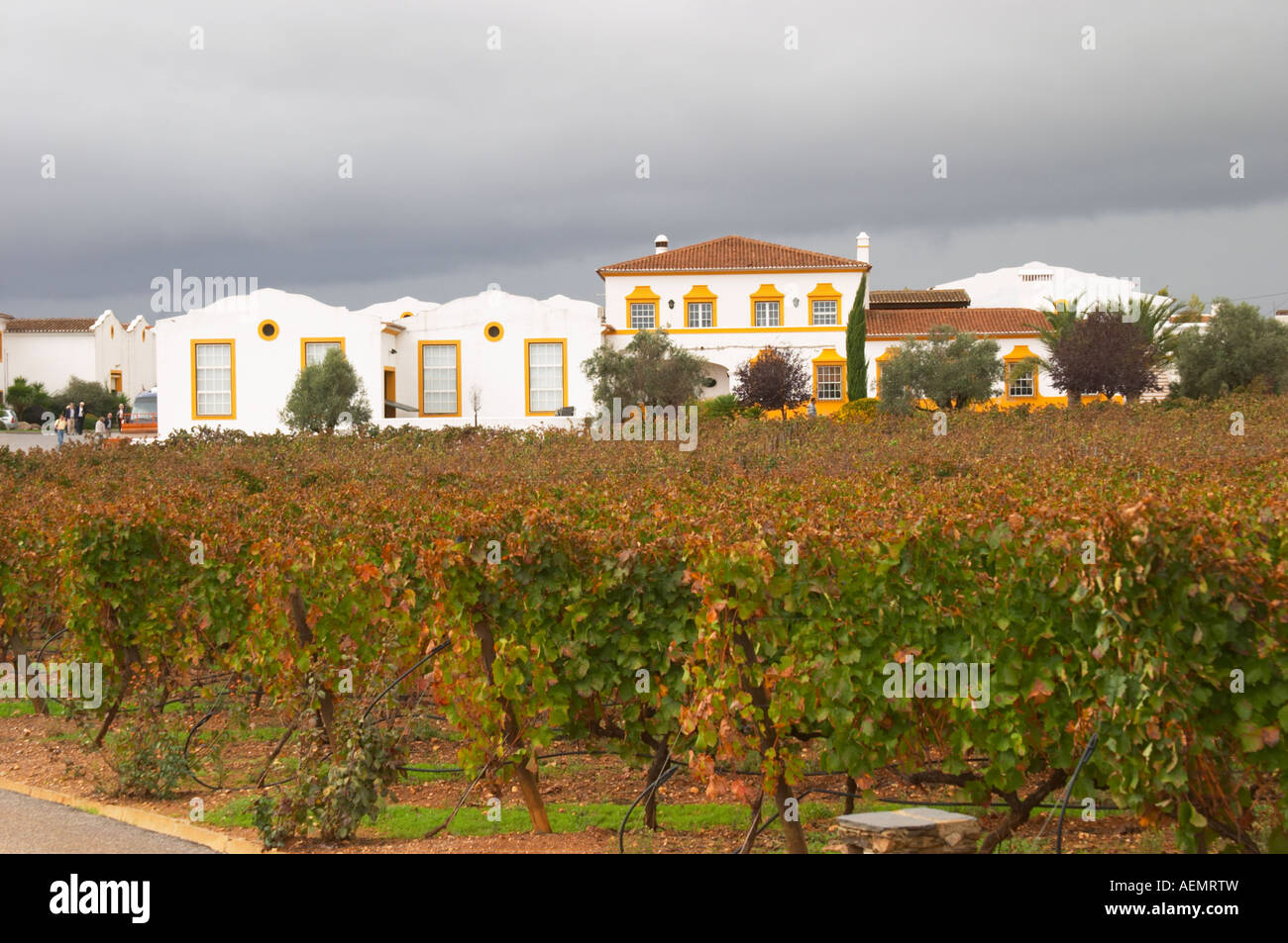 Vineyard. The winery. J Portugal Ramos Vinhos, Estremoz, Alentejo ...