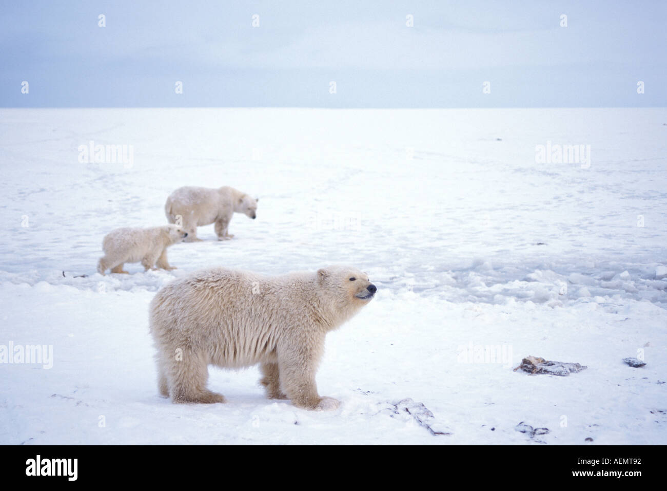 polar bear Ursus maritimus sow with cubs walking along in the frozen ...
