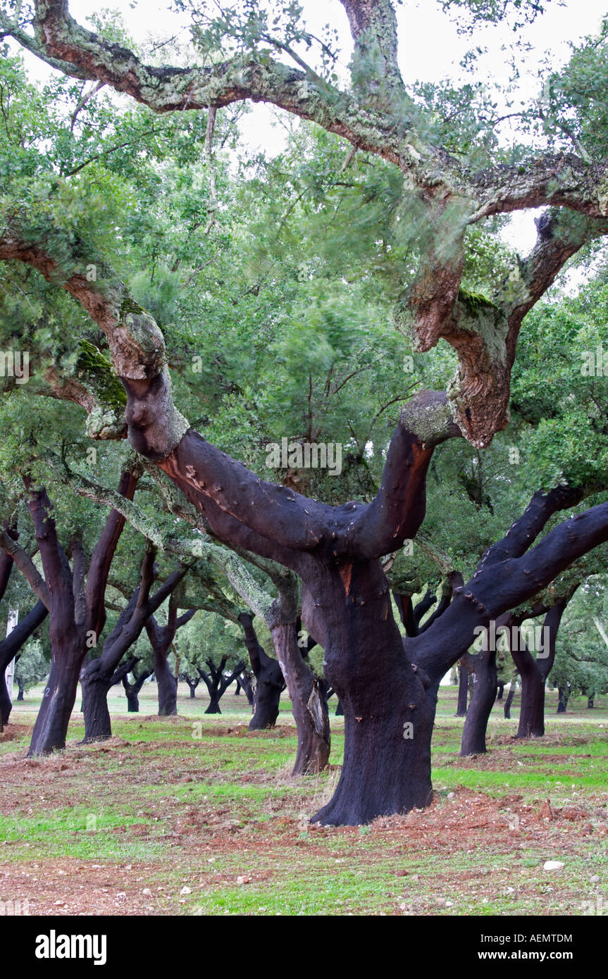 Cork oak tree forest. Quinta do Carmo, Estremoz, Alentejo, Portugal ...