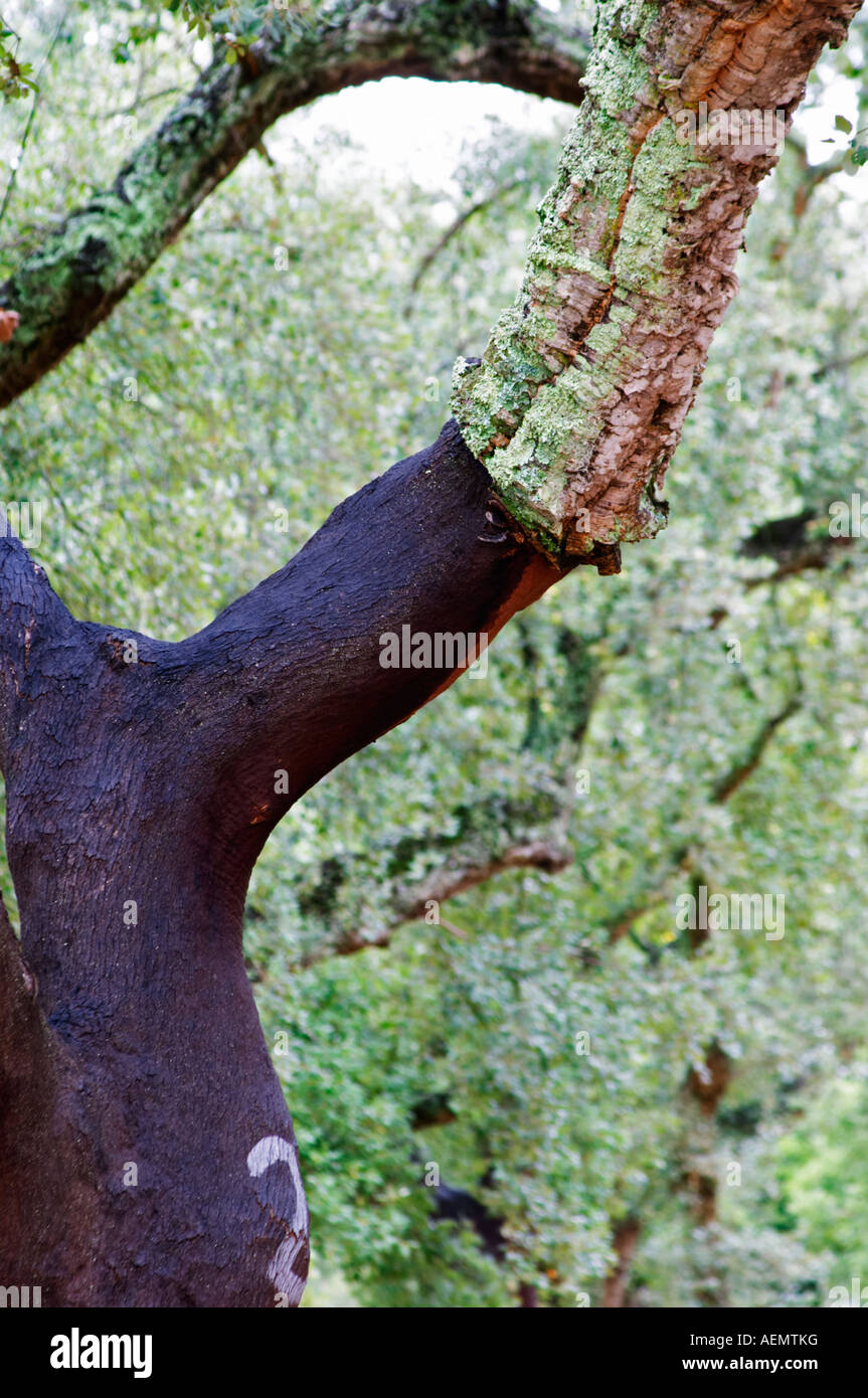 Cork oak tree. Quinta do Carmo, Estremoz, Alentejo, Portugal Stock ...