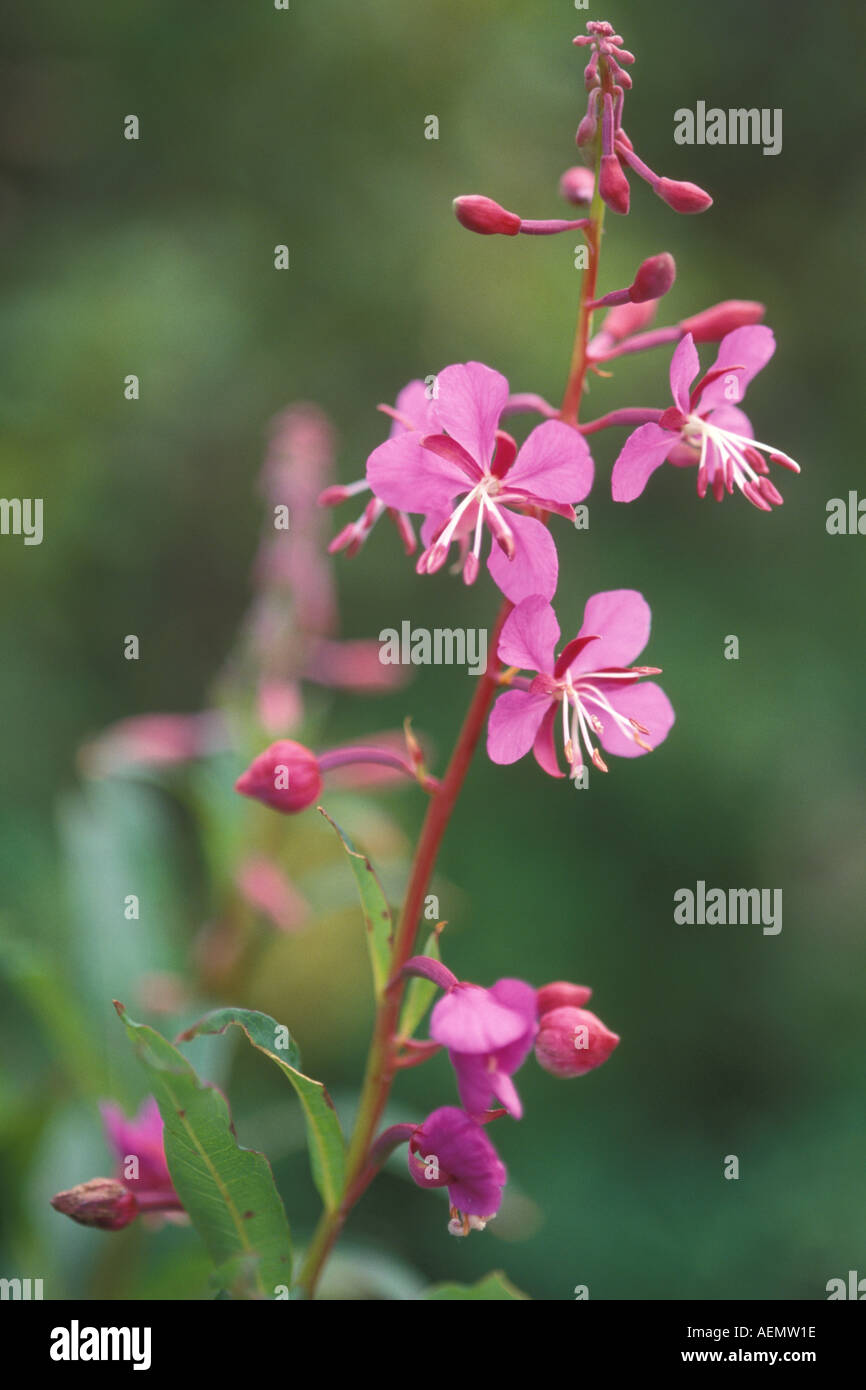 fireweed Epilobium angustifolium Coho beach Kenai peninsula Alaska ...