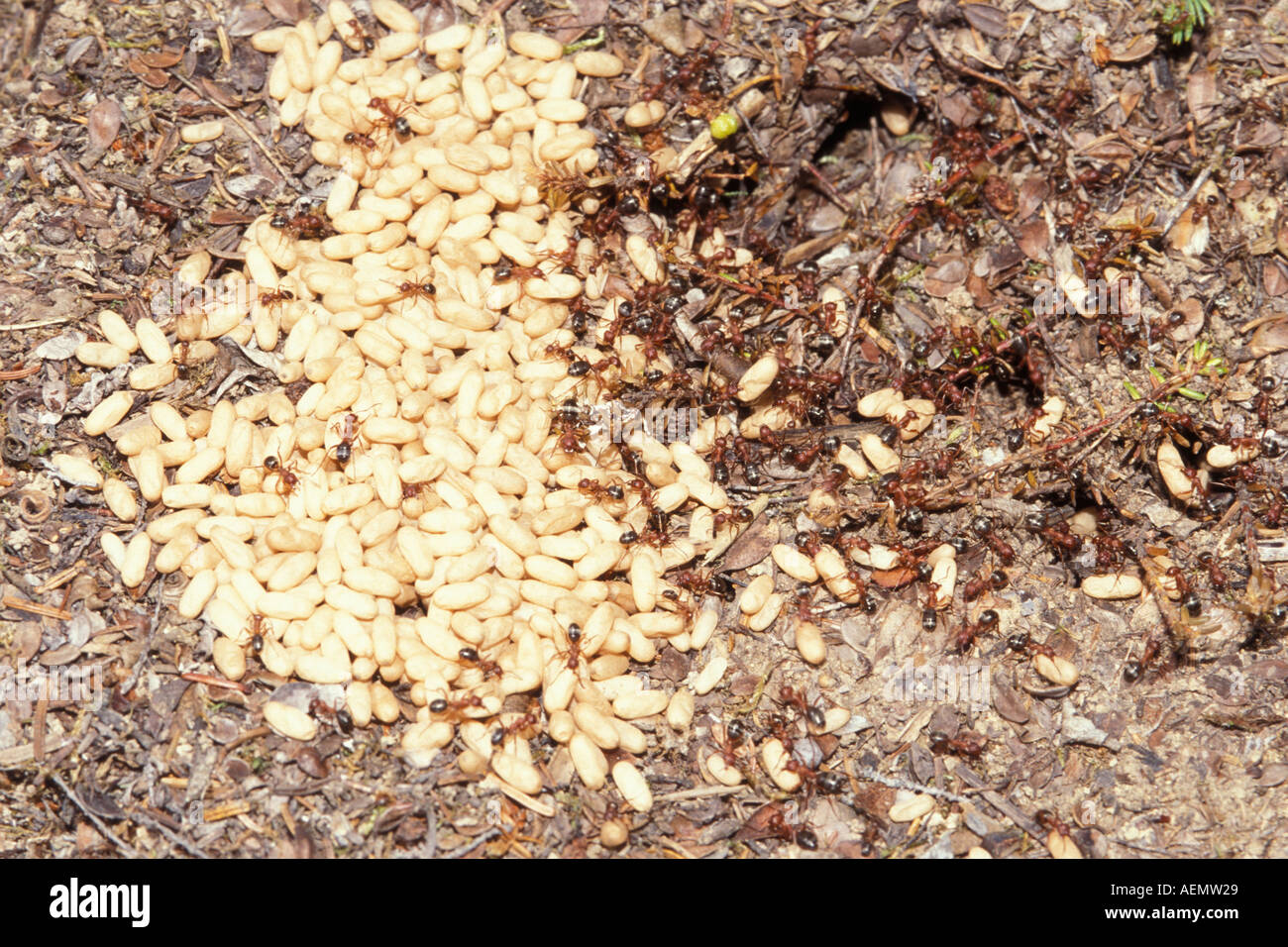Western thatching ants Formica obscuripes or red ants with larva Kenai ...