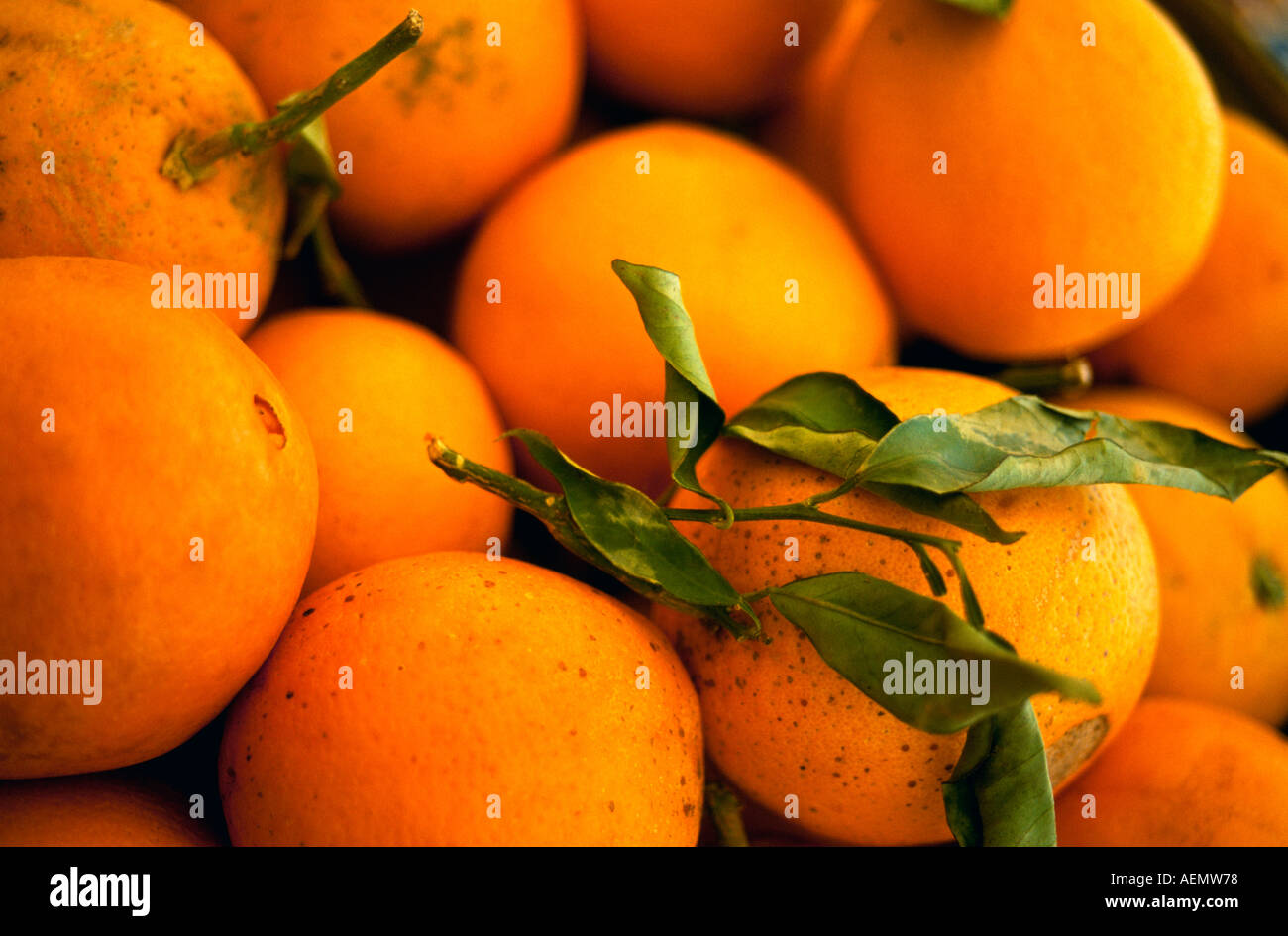 Moroccan agriculture detail hi-res stock photography and images - Alamy