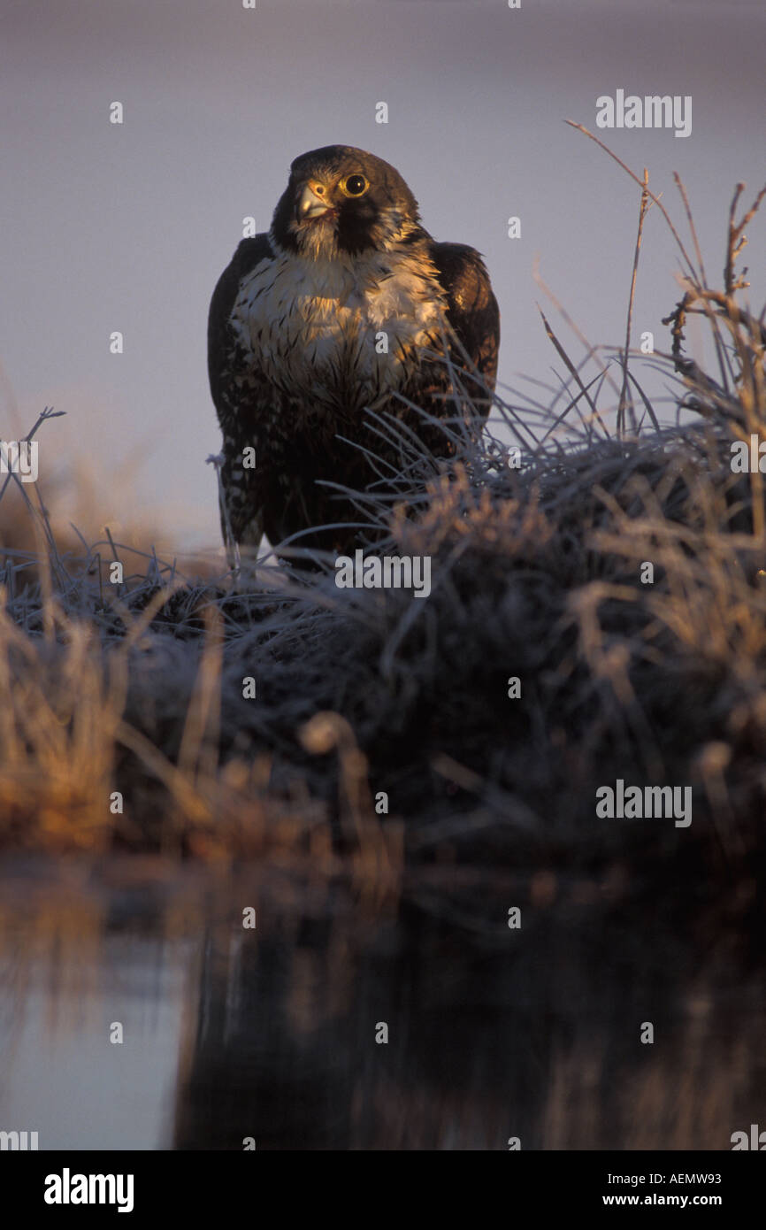 peregrine falcon Falco pereginus 1002 coastal plain of the Arctic ...