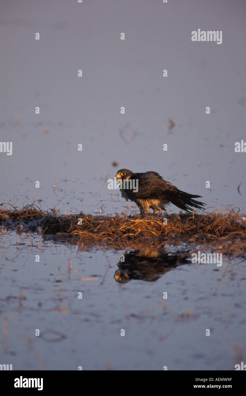 peregrine falcon Falco pereginus 1002 coastal plain of the Arctic ...